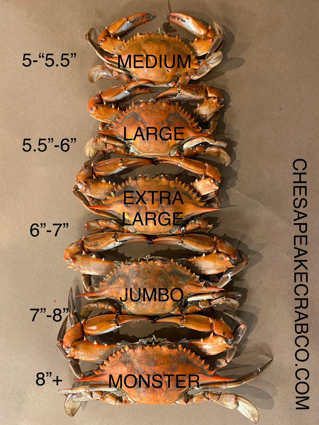 Sizing – Chesapeake Crab Company